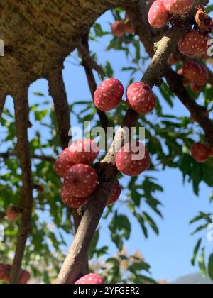 Japanese Superb Fig (Ficus subpisocarpa Stock Photo - Alamy