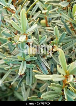 Common Sillyberry (Grubbia tomentosa Stock Photo - Alamy