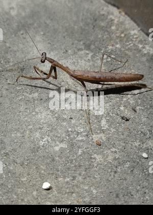 Asian Jumping Mantis (Statilia maculata Stock Photo - Alamy