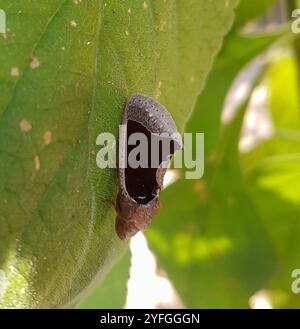 Moonseed Fruitpiercer (Gonodonta sinaldus Stock Photo - Alamy