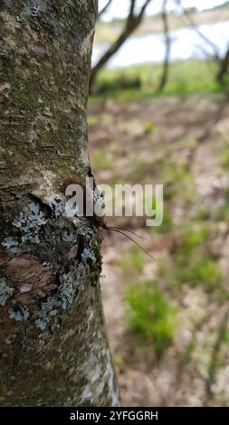 Giant Casemaker Caddisflies (Phryganeidae Stock Photo - Alamy