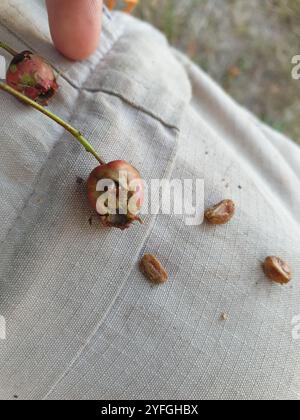 Brainerd's Hawthorn (Crataegus brainerdii Stock Photo - Alamy