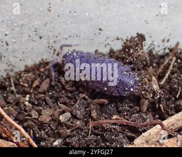 Invertebrate iridescent virus 31 (Iridovirus armadillidium-i Stock ...