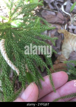 Hickey's tree-clubmoss (Dendrolycopodium hickeyi Stock Photo - Alamy