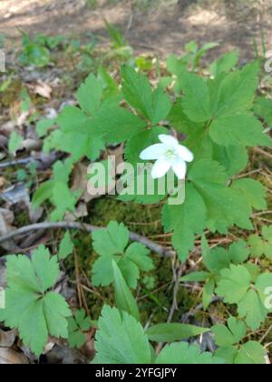 wood anemone (Anemonoides quinquefolia Stock Photo - Alamy