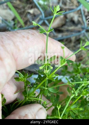 Coastal bedstraw (Galium bermudense Stock Photo - Alamy