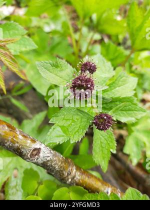 Red-flowering sanicle (Sanicula rubriflora Stock Photo - Alamy