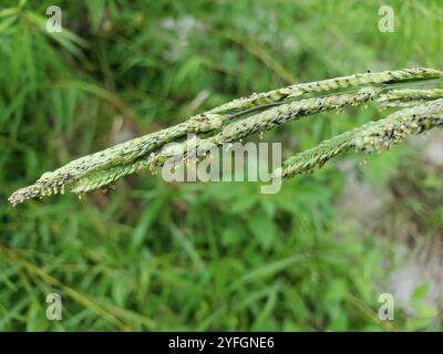 Vasey Grass (Paspalum urvillei Stock Photo - Alamy