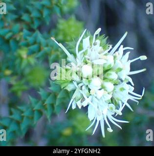 Garlic Buchu (Agathosma apiculata Stock Photo - Alamy