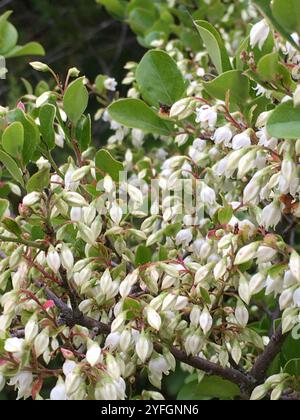 sparkleberry (Vaccinium arboreum Stock Photo - Alamy