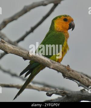 Brown-throated Parakeet (Bonaire) (Eupsittula pertinax xanthogenia ...