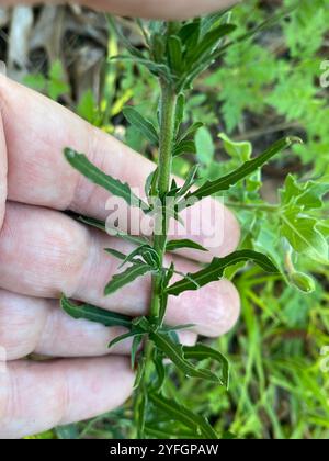 Southern Beeblossom (Oenothera simulans Stock Photo - Alamy