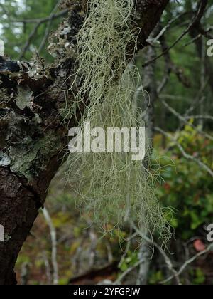 Fishbone Beard Lichen (Usnea dasopoga) Fungi Stock Photo - Alamy