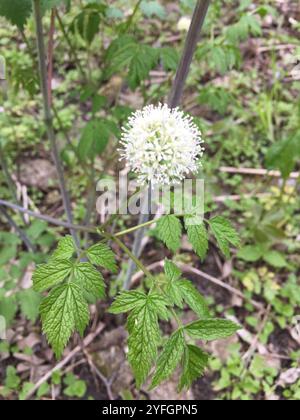 baneberries and cohoshes (Actaea Stock Photo - Alamy