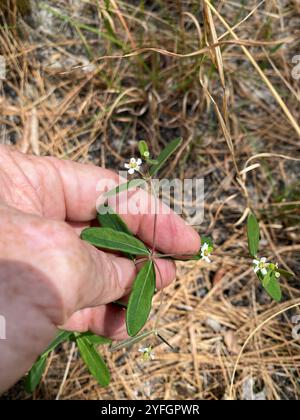 False Flowering Spurge (Euphorbia pubentissima Stock Photo - Alamy