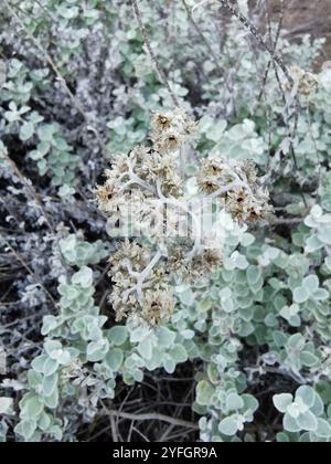 Honey Everlasting (Helichrysum patulum Stock Photo - Alamy