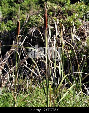 Cape Bulrush (Typha capensis Stock Photo - Alamy