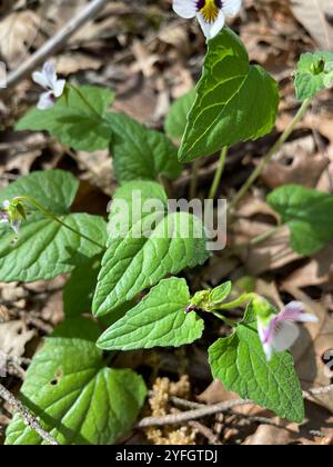 western heart's ease (Viola ocellata), Plantae, The Forest of Nisene ...