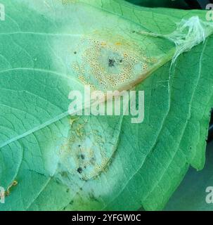 orange wheat rust (Puccinia recondita Stock Photo - Alamy