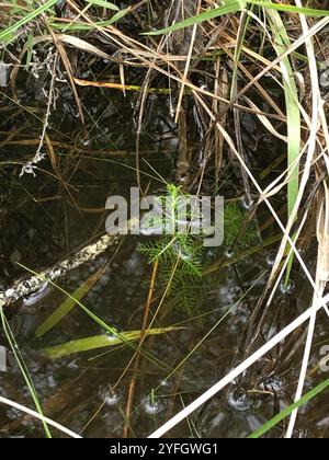 combleaf mermaidweed (Proserpinaca pectinata Stock Photo - Alamy
