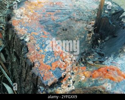 deer vomit (Fusicolla merismoides Stock Photo - Alamy