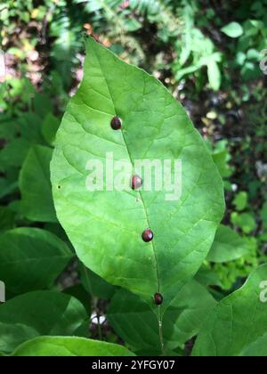 ash bullet gall midge (Dasineura pellex Stock Photo - Alamy