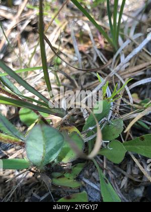arrowhead rattlebox (Crotalaria sagittalis Stock Photo - Alamy