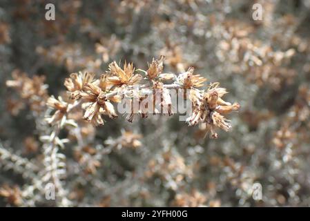 Common Snakebush Complex (Seriphium plumosum Stock Photo - Alamy