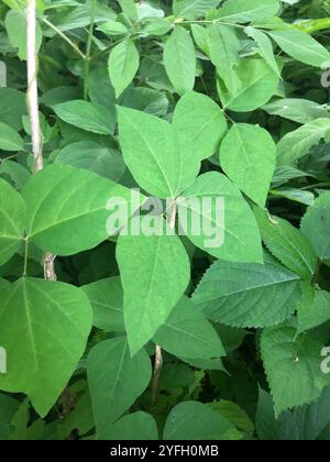 Thicket Bean (Phaseolus polystachios Stock Photo - Alamy