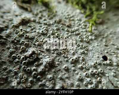 Bark Barnacles (Thelotrema lepadinum Stock Photo - Alamy