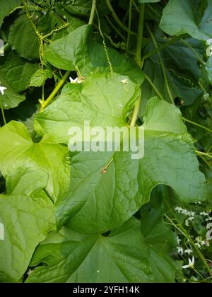 coastal manroot (Marah oregana Stock Photo - Alamy