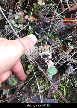 California Turret Spider (Atypoides riversi Stock Photo - Alamy