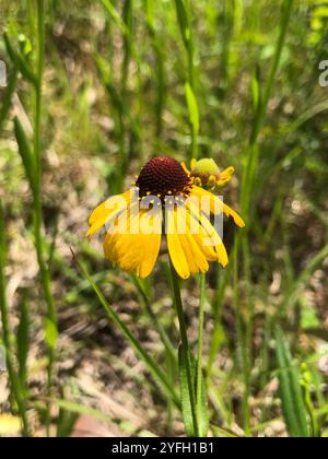 Southern Sneezeweed (Helenium flexuosum Stock Photo - Alamy