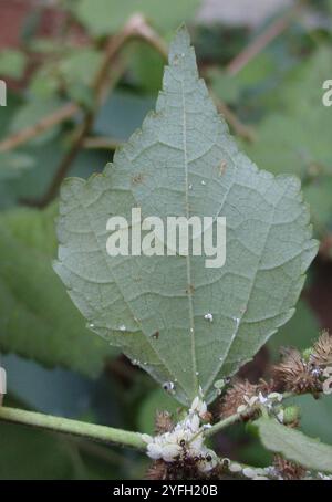 Chinese Bur (Triumfetta rhomboidea Stock Photo - Alamy