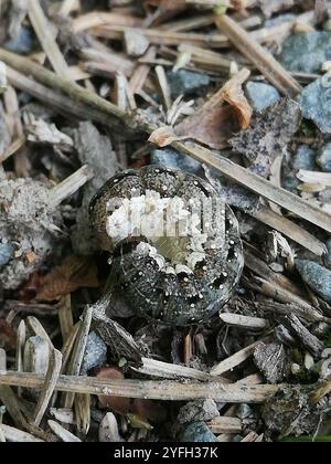 Orange Sallow (Tiliacea citrago Stock Photo - Alamy