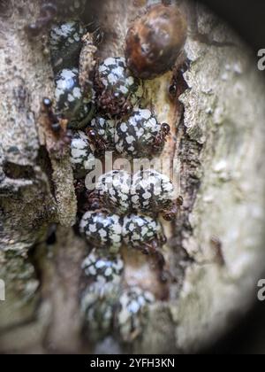 calico scale (Eulecanium cerasorum Stock Photo - Alamy