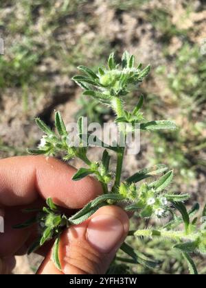Little Cryptantha, Cryptantha minima Stock Photo - Alamy