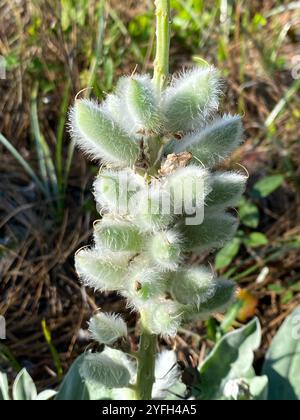 Lady Lupine (Lupinus villosus Stock Photo - Alamy