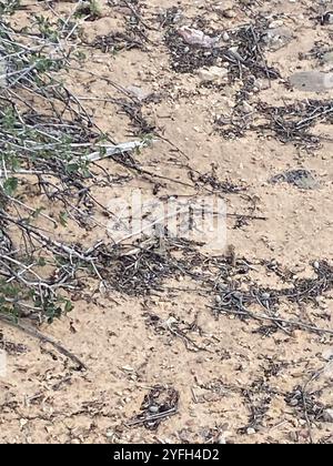 Common Sagebrush Lizard (Sceloporus graciosus) Reptilia Stock Photo - Alamy