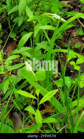 Seneca snakeroot (Senega officinalis Stock Photo - Alamy