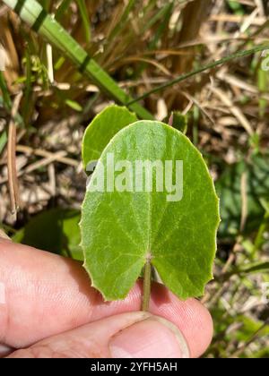 Centella erecta Centella erecta Stock Photo - Alamy