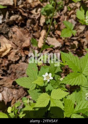 dwarf raspberry (Rubus pubescens Stock Photo - Alamy