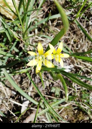 Granular gagea (Gagea granulosa Stock Photo - Alamy