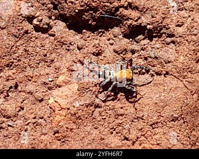 Algerian jumping spider, Cyrba algerina Chyzer & Kulczyński, 1891 ...