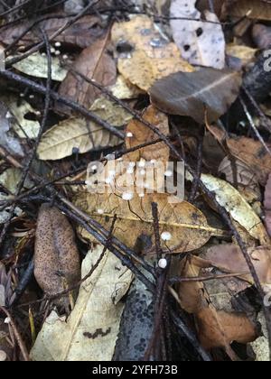 Oak-leaf Pinwheel (Collybiopsis quercophila Stock Photo - Alamy