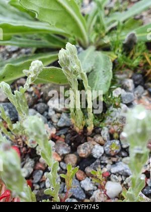 field fluffweed (Filago arvensis Stock Photo - Alamy