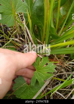 Rose Checkermallow (Sidalcea virgata Stock Photo - Alamy