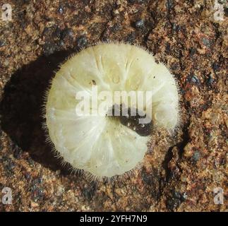 Spread-wing Skippers (Pyrginae Stock Photo - Alamy