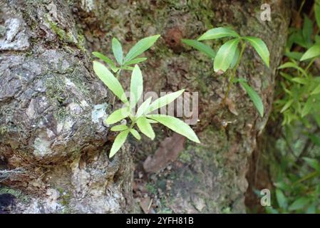 Witels (Platylophus trifoliatus Stock Photo - Alamy