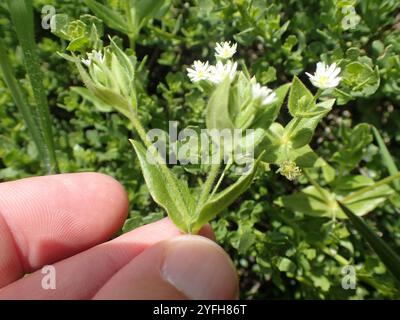 beach starwort (Stellaria littoralis Stock Photo - Alamy